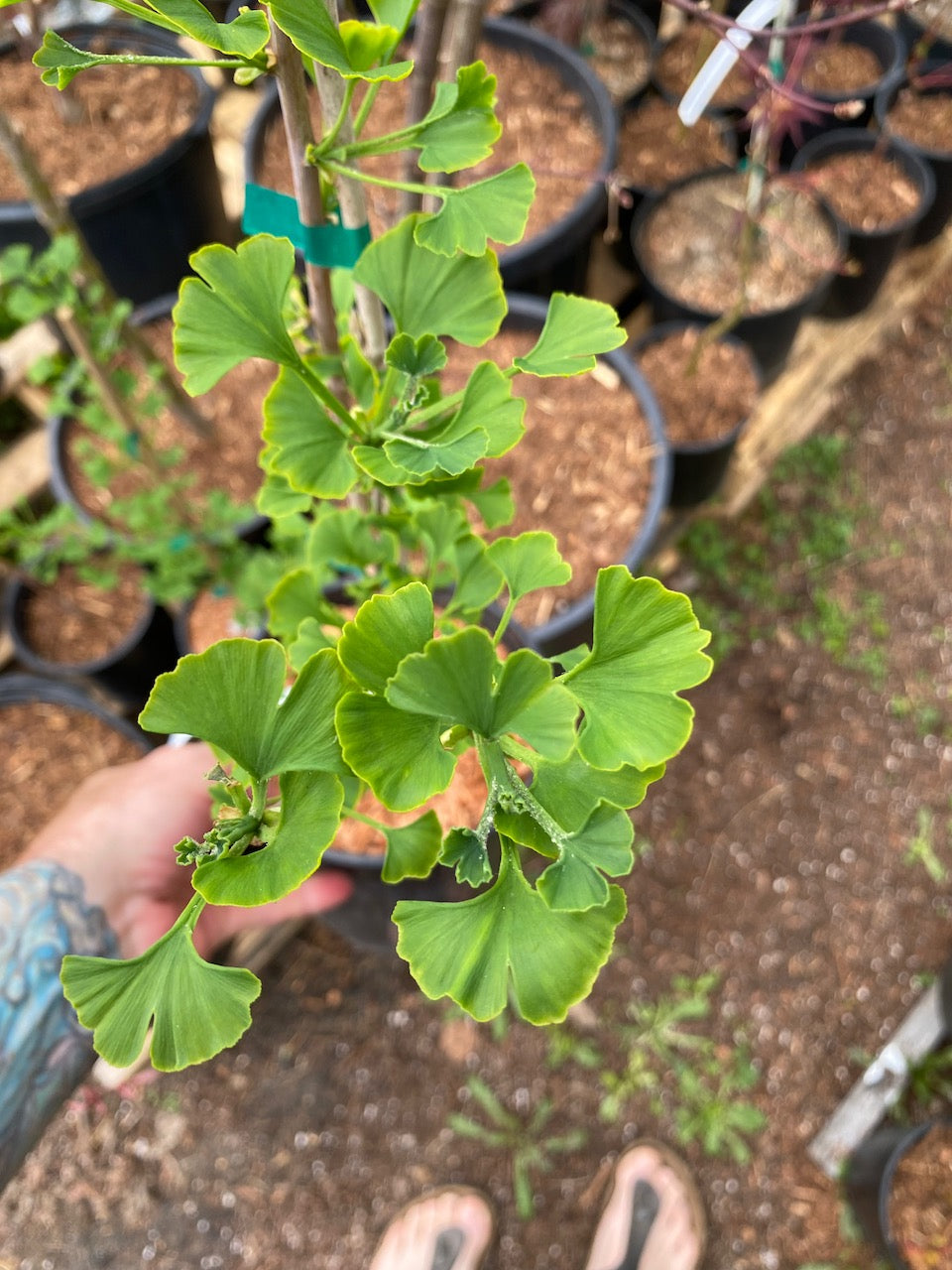 Japanese Maples Have Friends Too Simply Japanese Maples