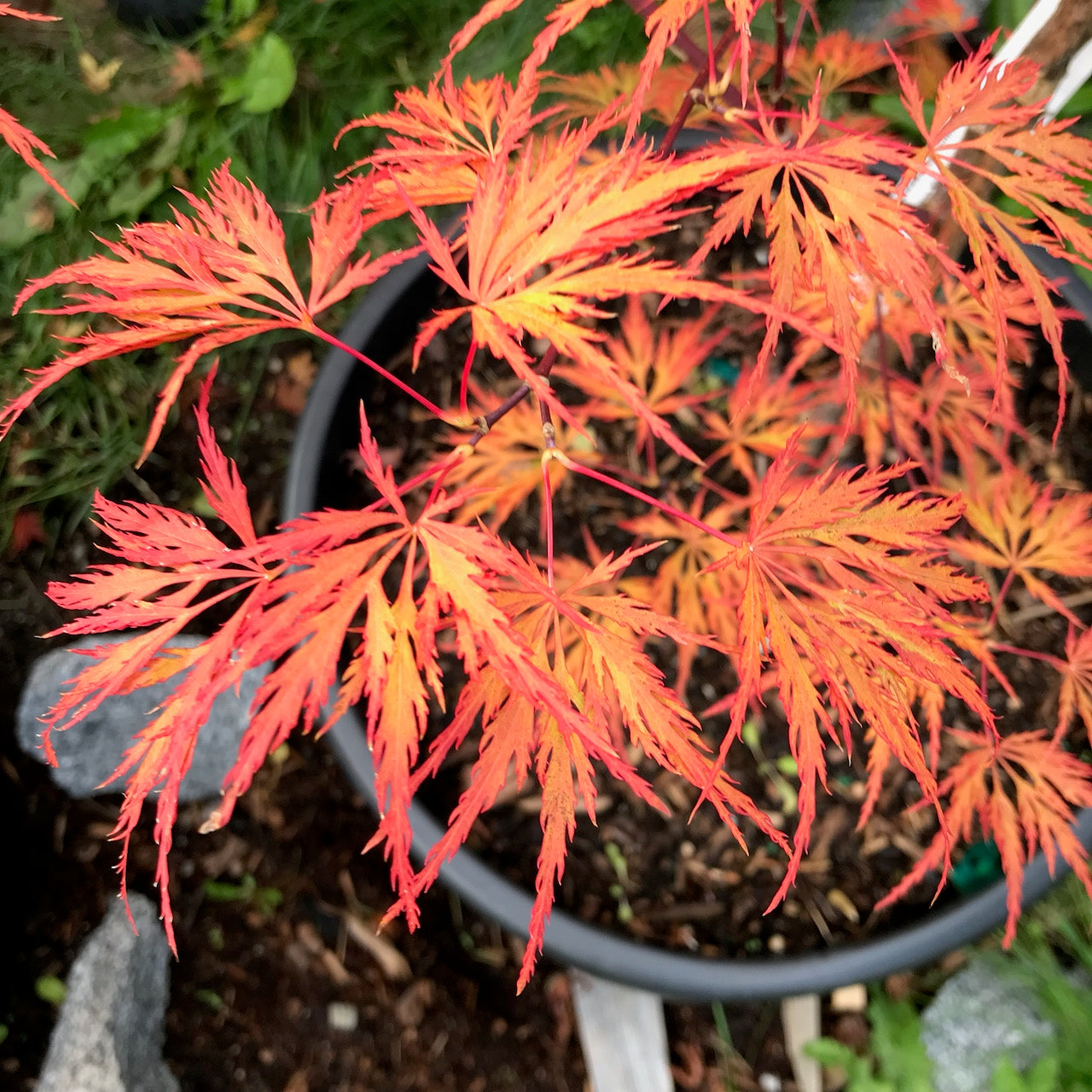 Weeping and Lace Leaf Maples – Page 3 – Simply Japanese Maples