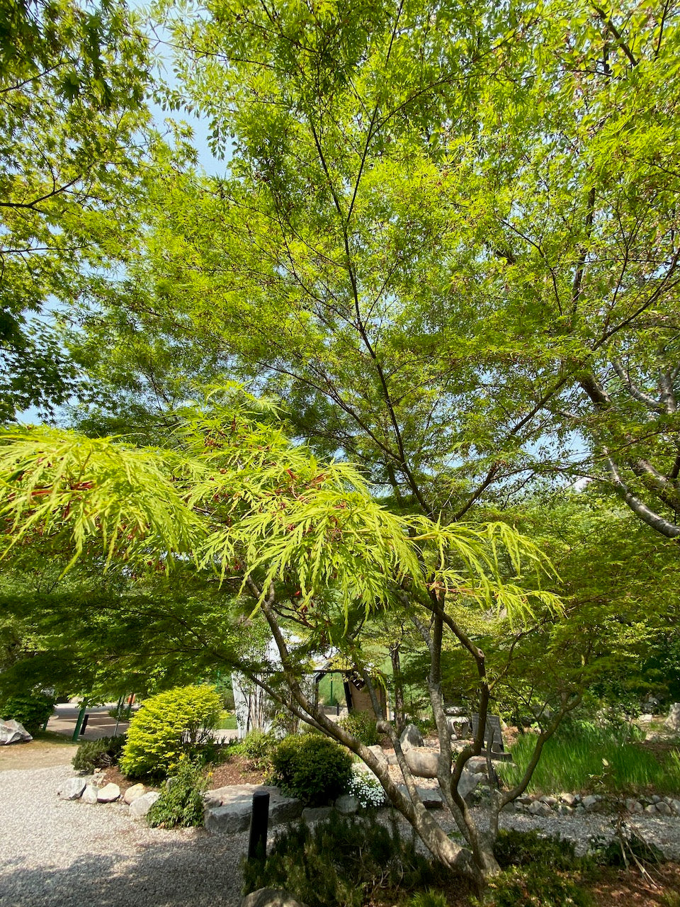 Seiryu Japanese Maple Buy Seiryu Japanese Maple | FREE SHIPPING