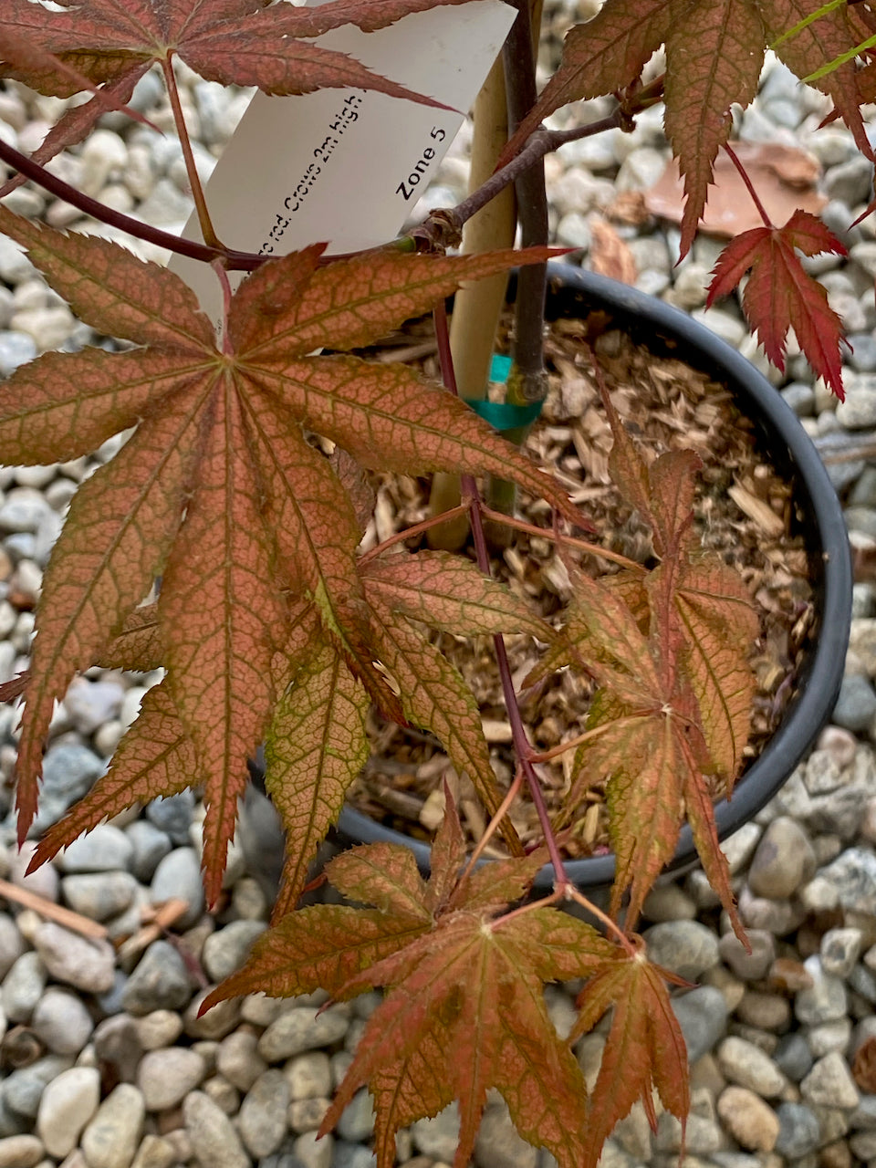 Acer palmatum 'Baby Ghost' – Simply Japanese Maples
