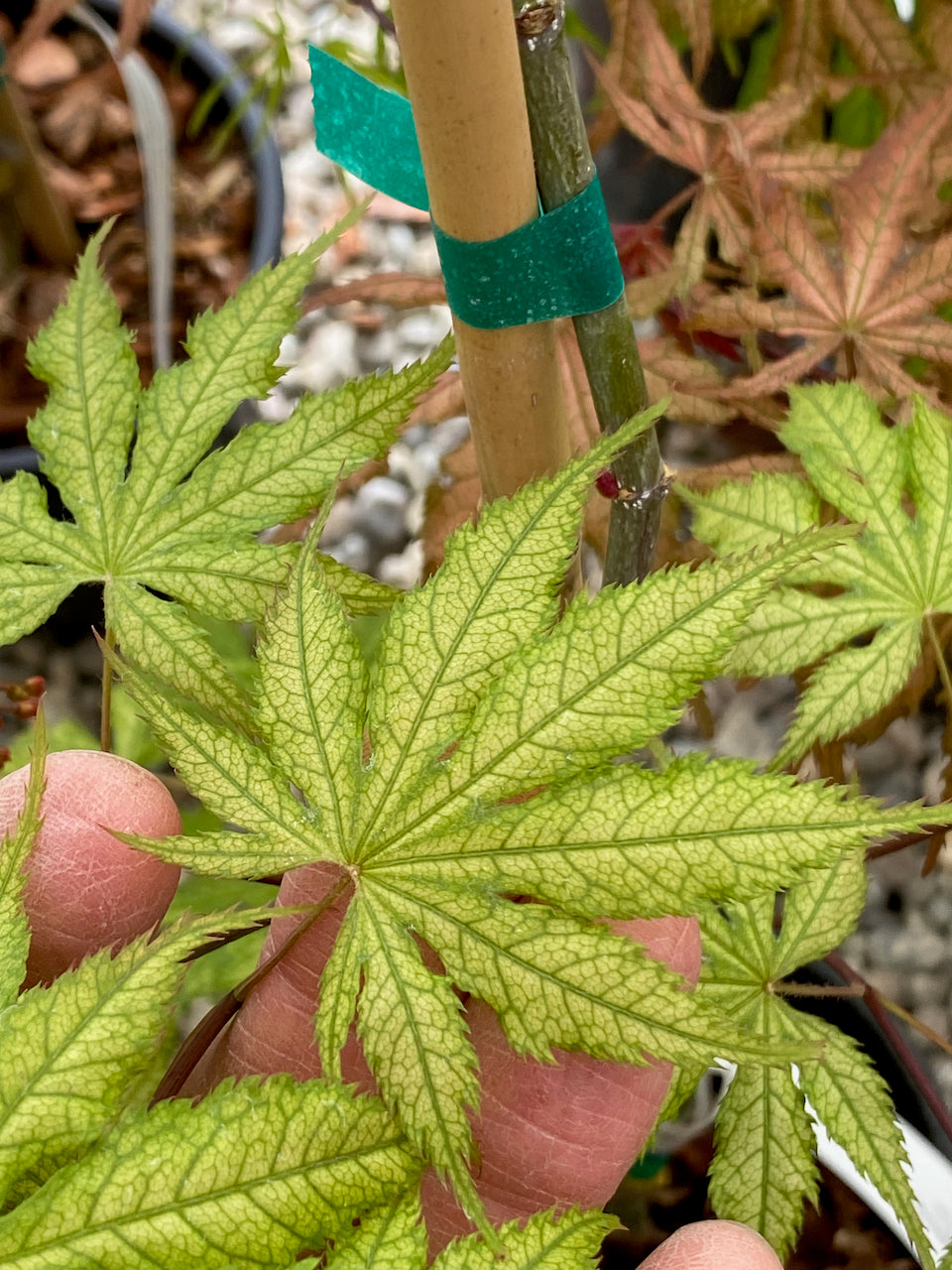 Acer palmatum 'Grandma Ghost' – Simply Japanese Maples