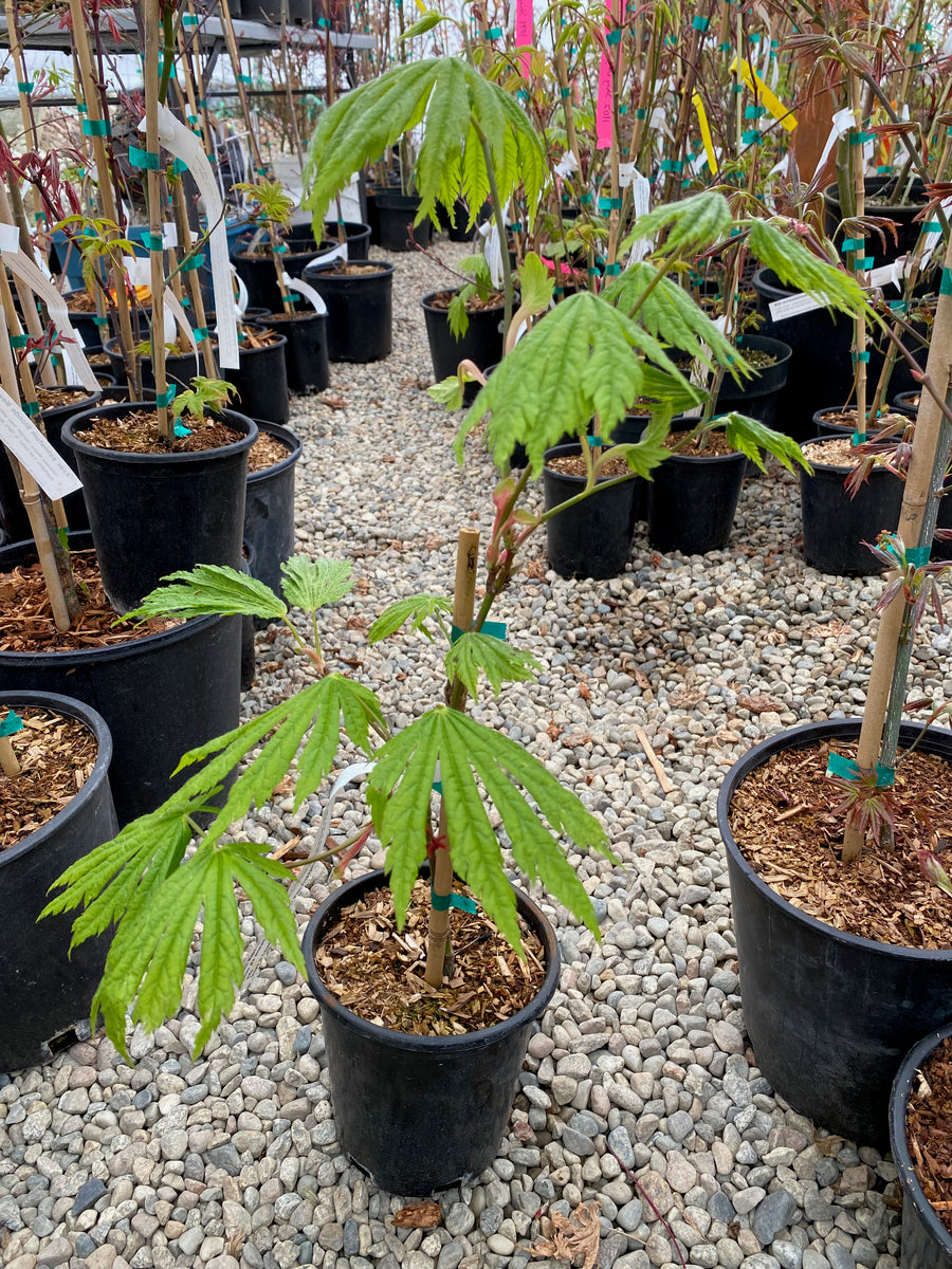 Simply Japanese Maples – Opening Soon