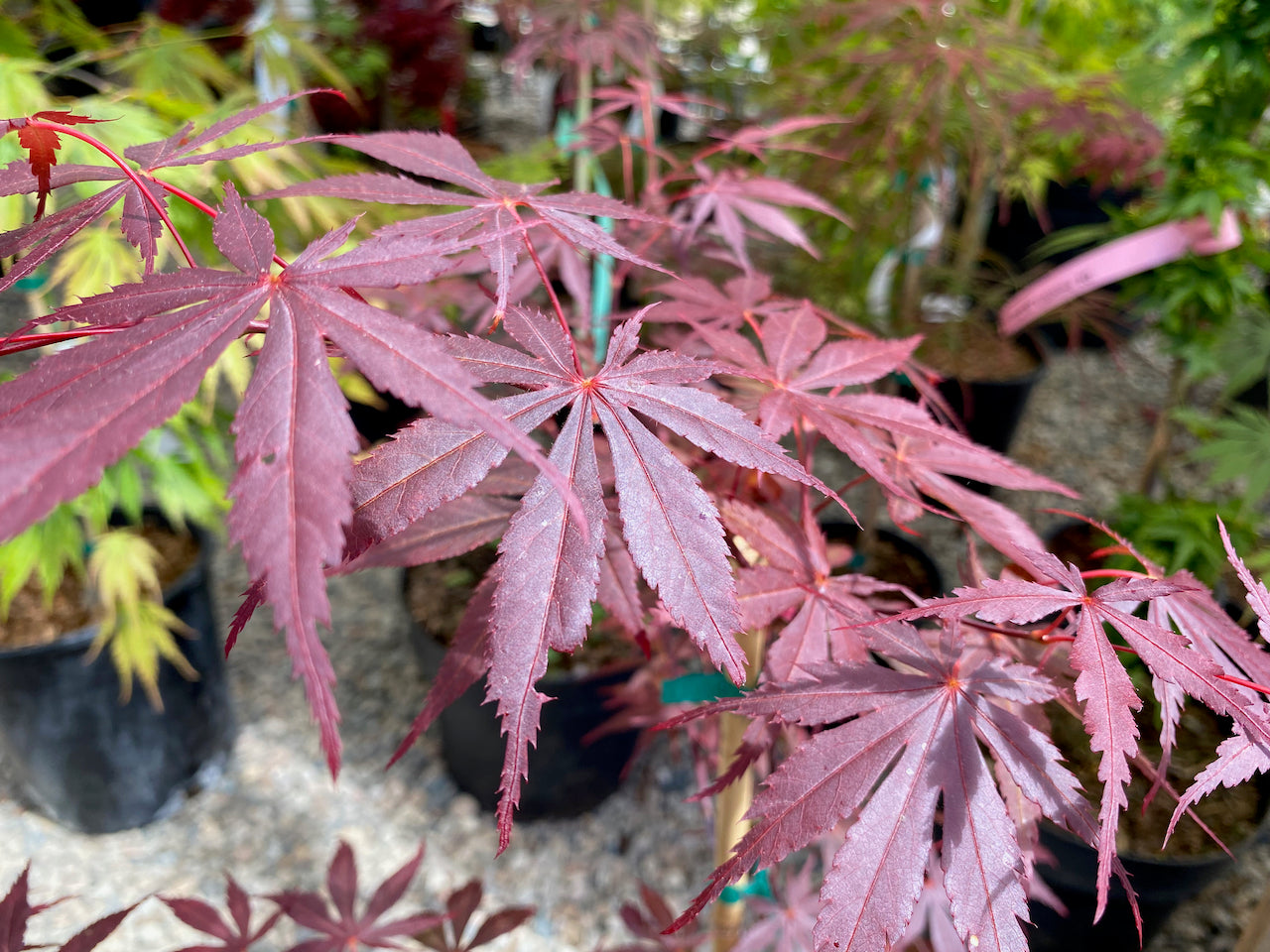 Acer palmatum 'Rite of Spring' – Simply Japanese Maples