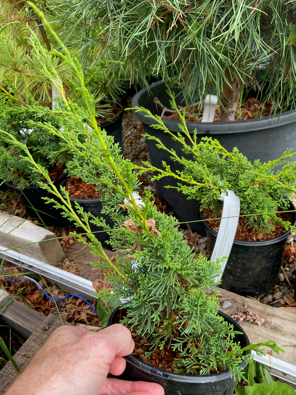 Juniperus chinensis 'Shimpaku' – Simply Japanese Maples