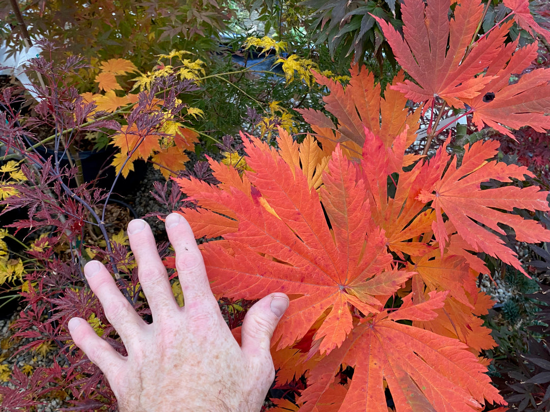 Acer japonicum ' Rising Sun' – Simply Japanese Maples